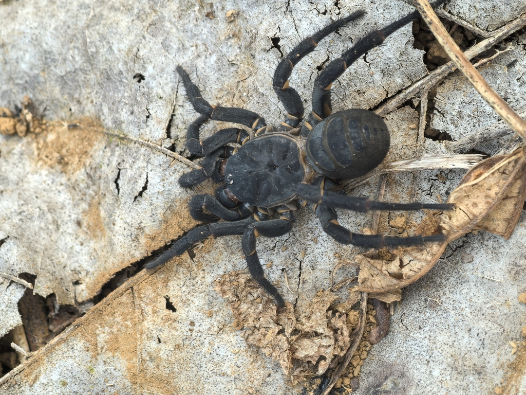 Primitive Spiders from 广西壮族自治区崇左市龙州县逐卜乡陇亨 on January 20, 2025 at 05:12 ...