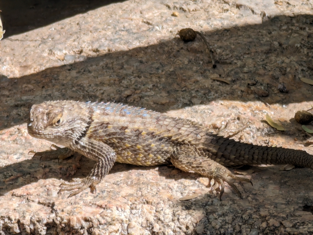 Desert Spiny Lizard from Gilbert, AZ 85298, USA on March 13, 2024 at 11 ...