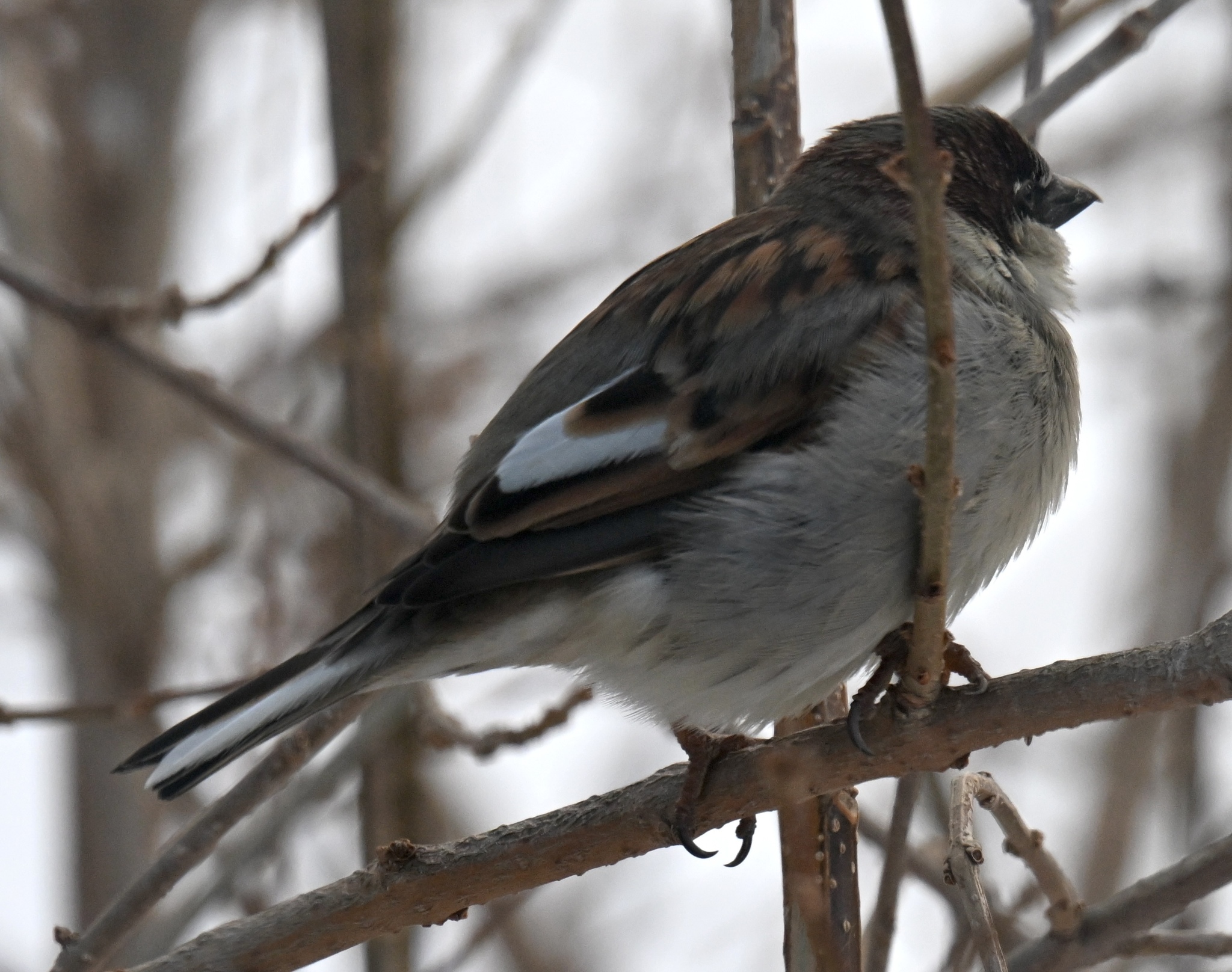 Best Images of Albino Feathered House Sparrow recorded starting October ...