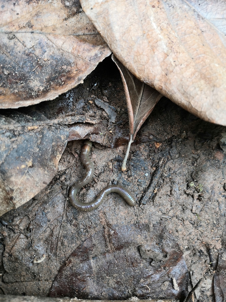 Allolobophora from 中国四川省达州市开江县 on January 20, 2025 at 03:22 PM by aster ...