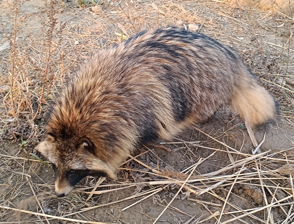 Mainland Raccoon Dog from Tinghu District, Yancheng, Jiangsu, China on ...
