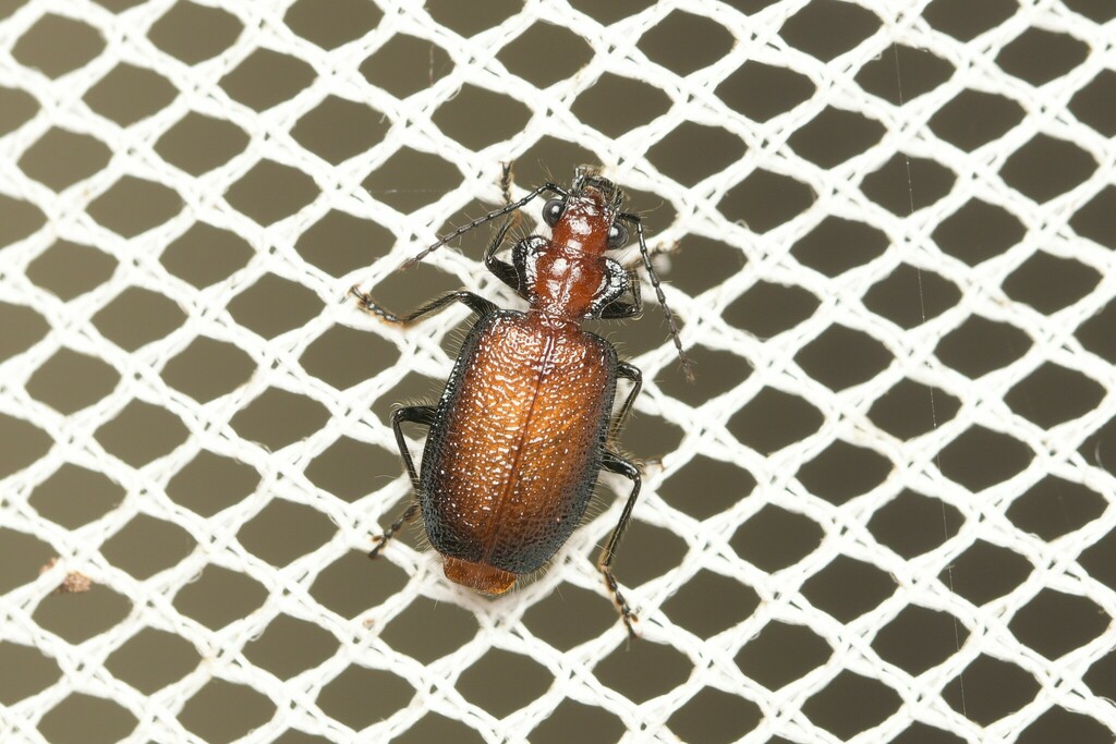 Lachnoderma cinctum from Coffs Harbour NSW, Australia on January 20 ...