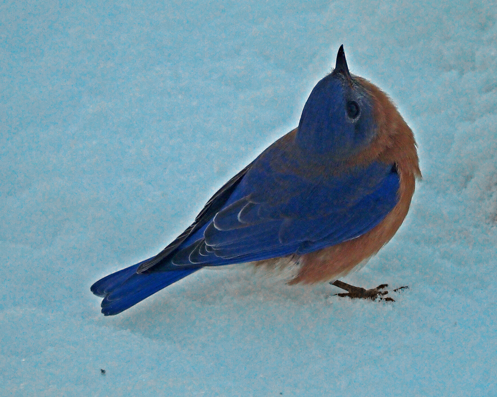 Eastern Bluebird from Salem, NH 03079, USA on January 20, 2025 at 10:50 ...