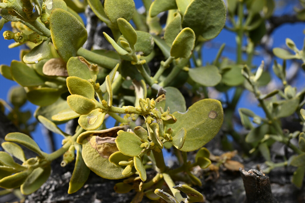 Cory's Mistletoe (Quick Reference for Mistletoes of New Mexico ...