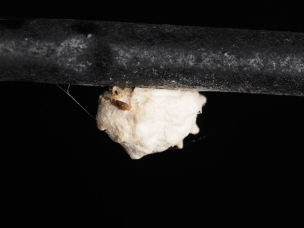 Planthopper Parasite Moth from Brooklyn, NY, USA on August 27, 2024 at ...