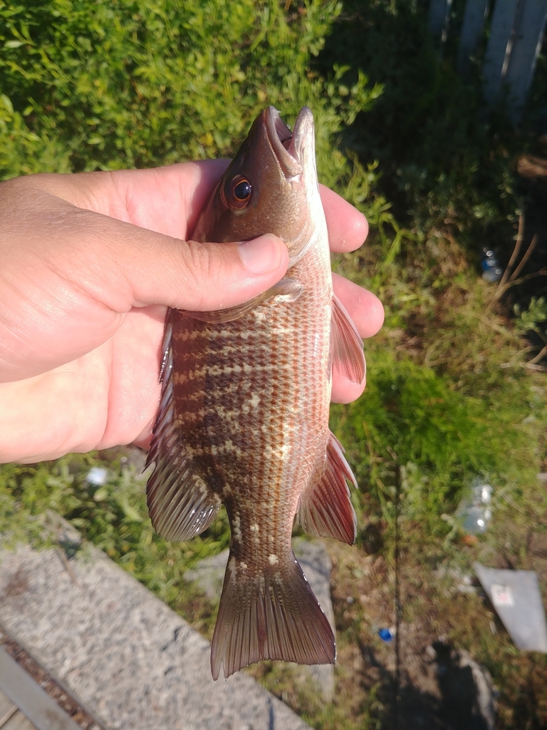 Gray Snapper from Edisto Beach, SC, USA on July 29, 2019 at 09:04 AM by ...
