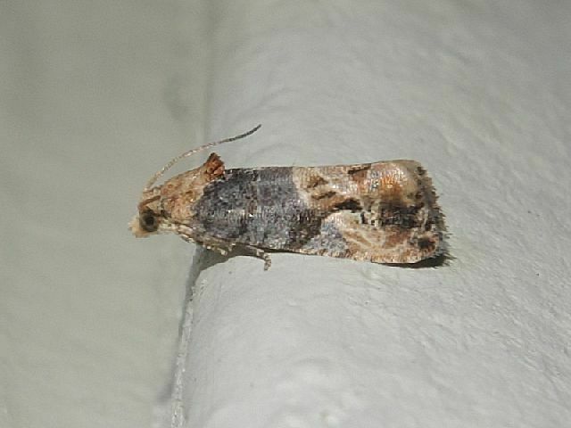 Grape Berry Moth from Jamaica Bay Wildlife Refuge, Queens, NY, USA on ...