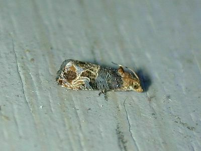 Grape Berry Moth from Floyd Bennet Field, Brooklyn, NY, USA on August 9 ...