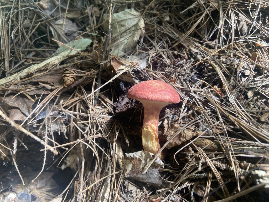 Painted Suillus from Blue Hill, ME 04614, USA on August 19, 2023 at 01: ...