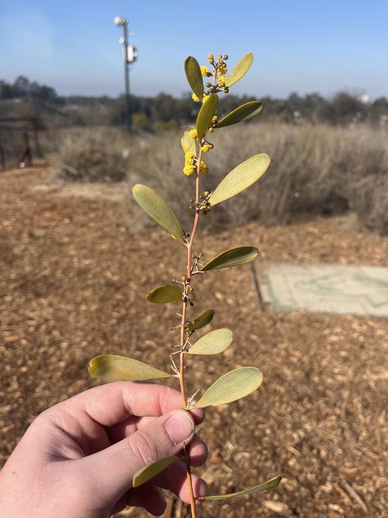 vanilla-scented wattle from Turtle Rock, Irvine, CA, US on January 20 ...