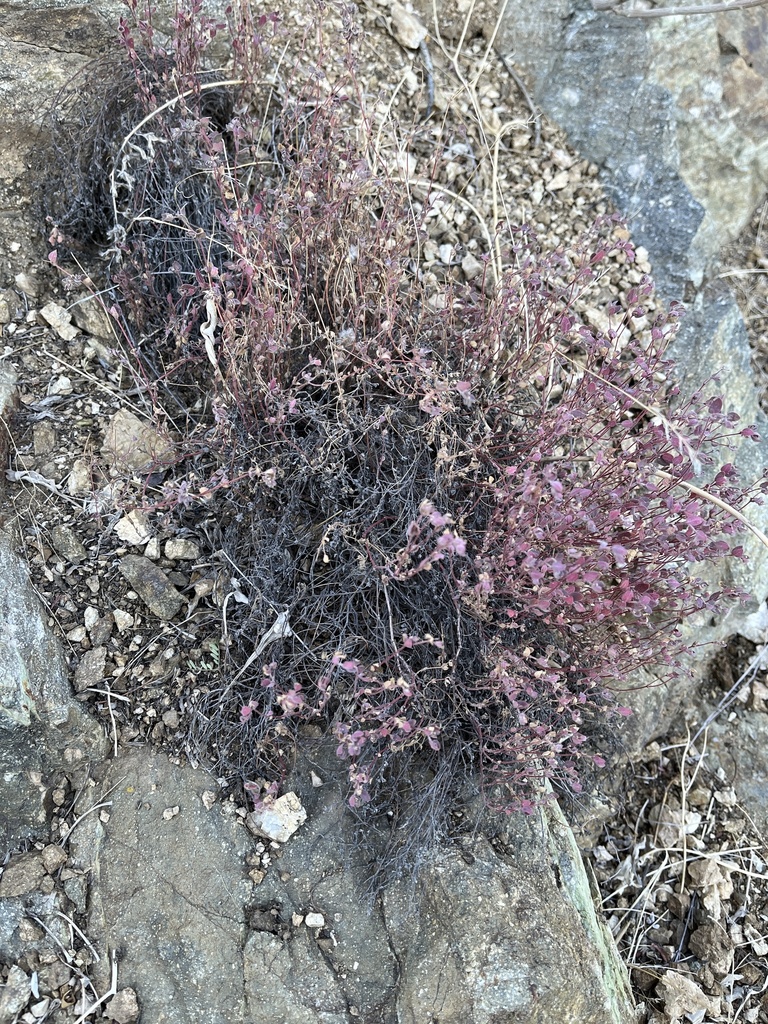red-gland spurge from Saguaro National Park - Rincon Mountain District ...