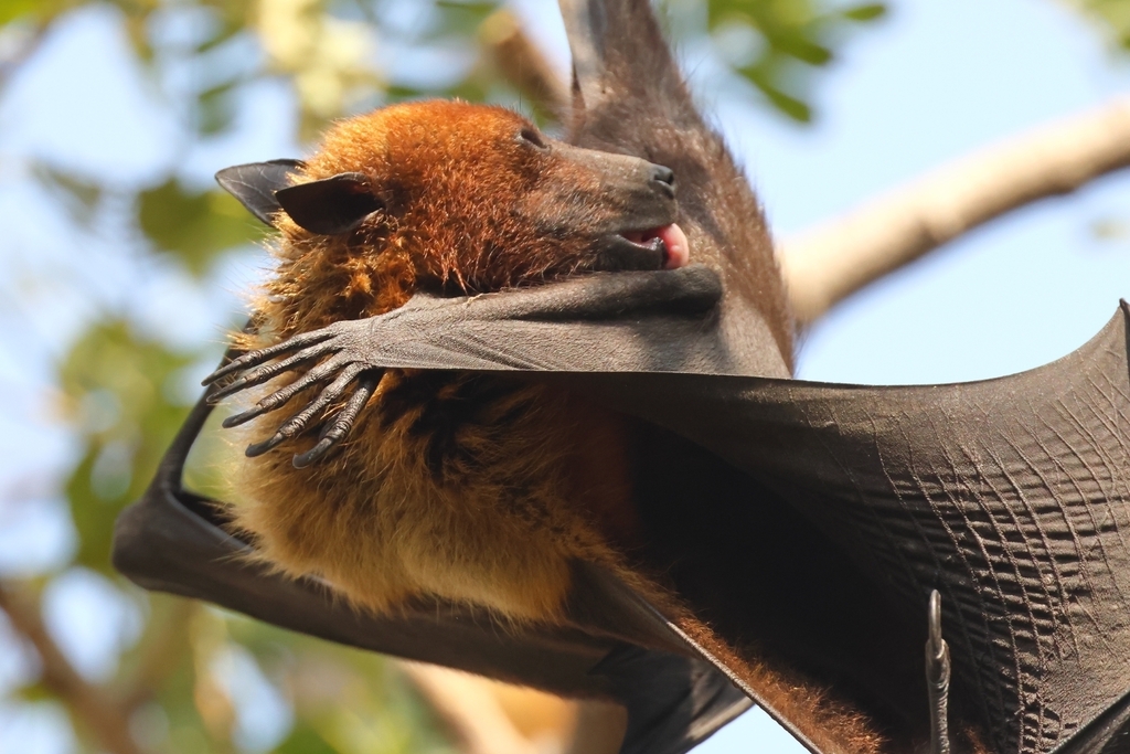 Indian Flying-fox from Shreenagar Rural, Rajasthan, India on December ...