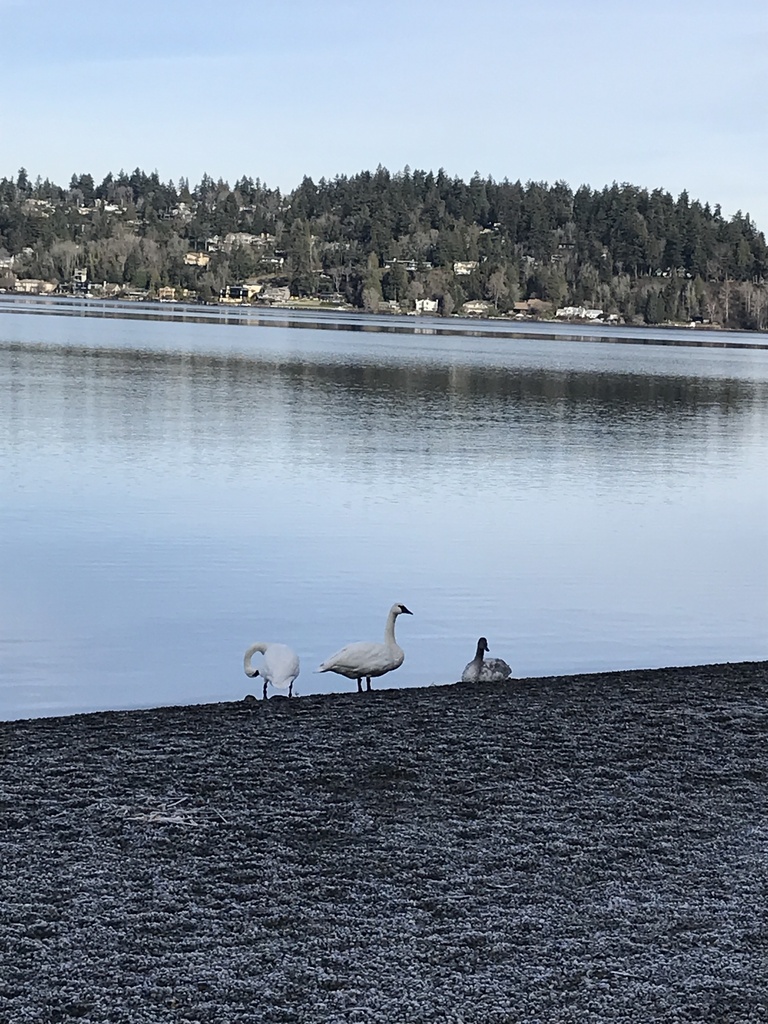 Trumpeter Swan from Seward Park, Seattle, WA, US on January 20, 2025 at ...