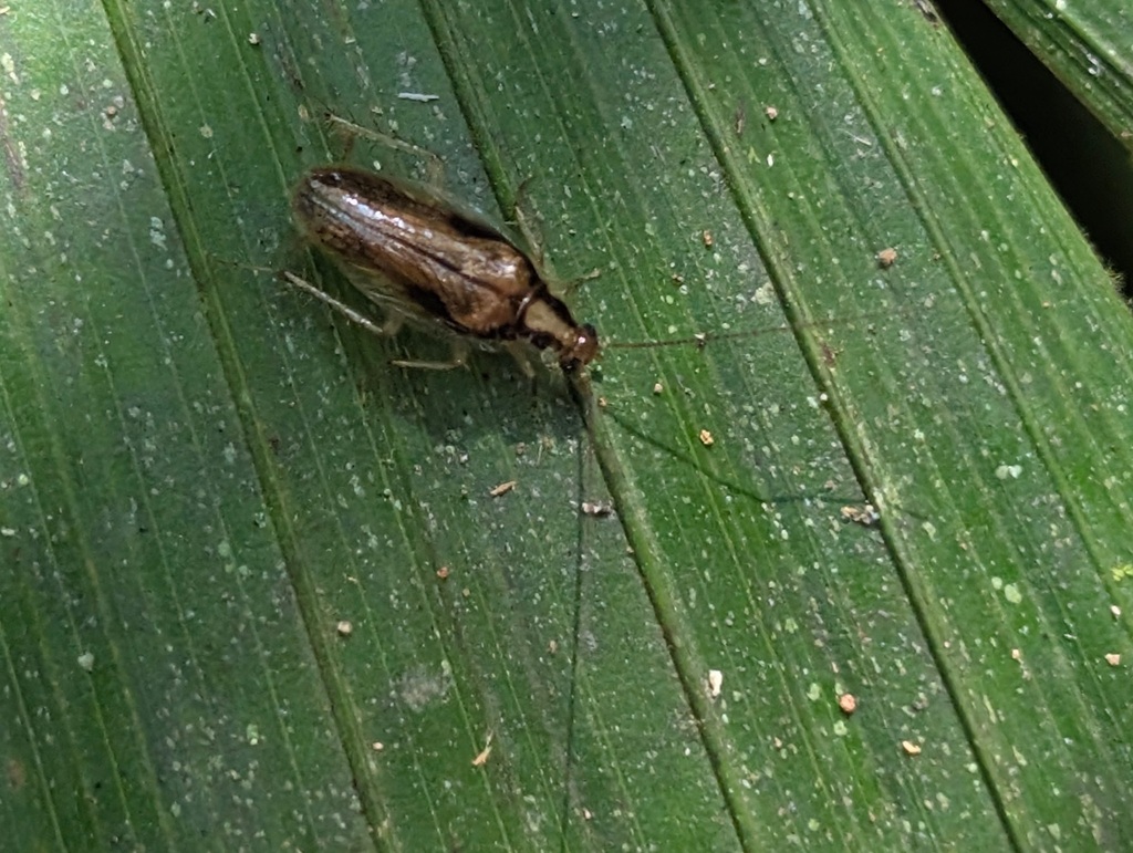 Anaplecta from Cuyabeno Cantón, Ecuador on January 20, 2025 at 11:43 AM ...
