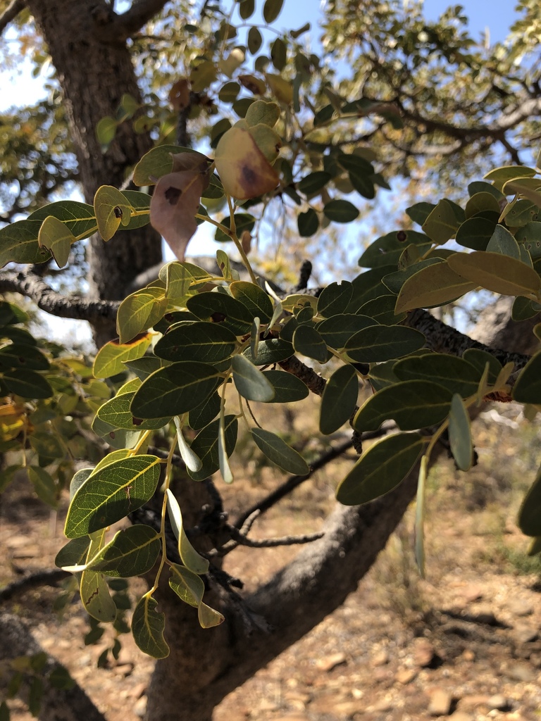 wild syringa (Burkea africana) - Botanical Realm