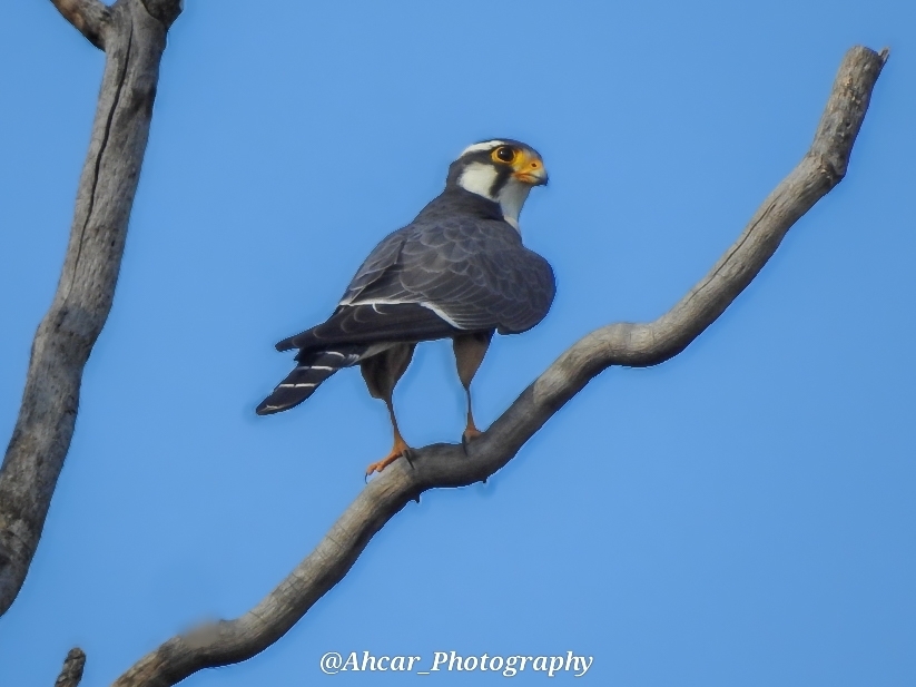 Halcón fajado desde Acacías, Meta, Colombia el 20 de enero de 2025 a ...