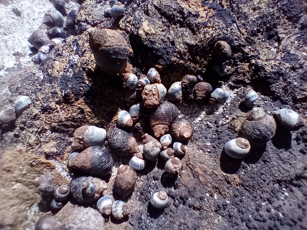 New Zealand Blue-banded Periwinkle from Palmerston 9482, New Zealand on ...