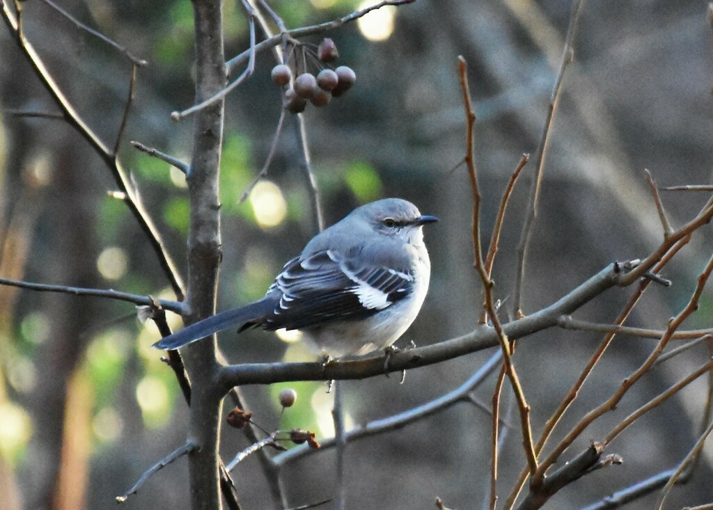 Northern Mockingbird from Mountain Park, GA, USA on January 20, 2025 at ...
