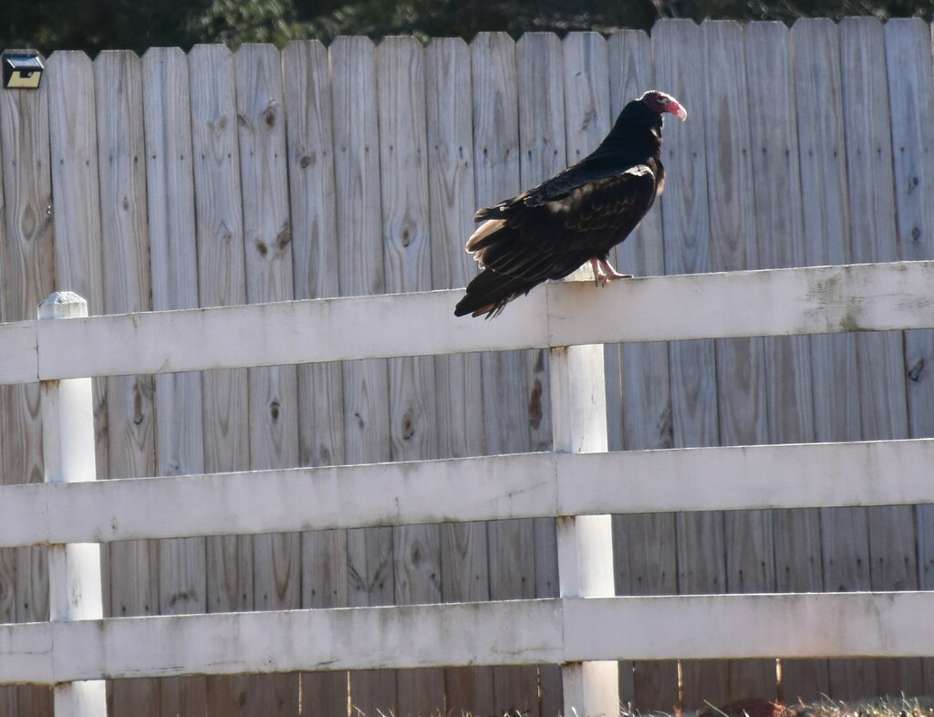 Turkey Vulture from Mountain Park, GA, USA on January 20, 2025 at 03:01 ...