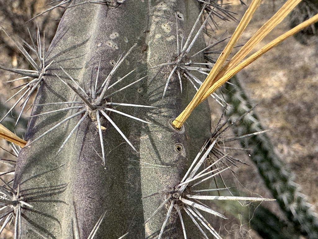 Octopus Cactus in January 2025 by Juan Ramón Manjarrez · iNaturalist