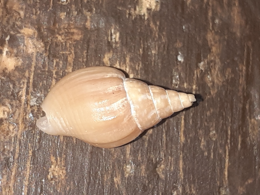 Strombina colpoica from México on January 20, 2025 at 04:58 PM by Martinez Perez, C. Saúl ...