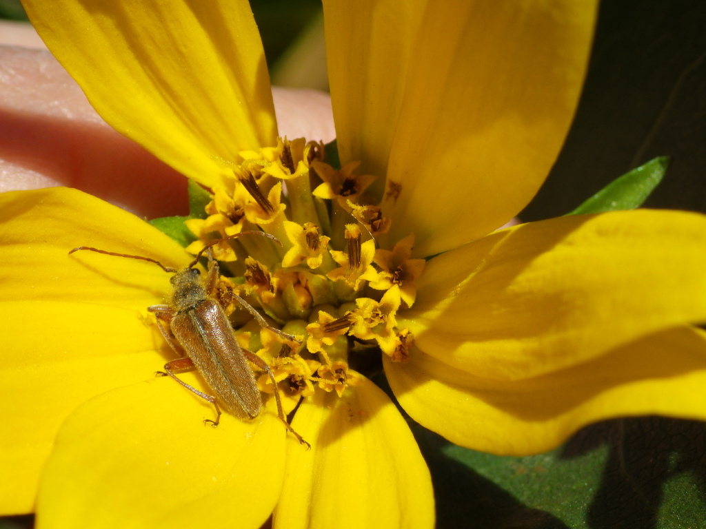 Longhorn Beetles from Spokane, Washington, United States on May 13 ...