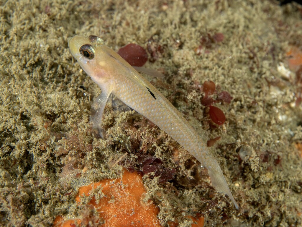 Blackeye Goby from Orange County, CA, USA on January 18, 2025 at 09:40 ...