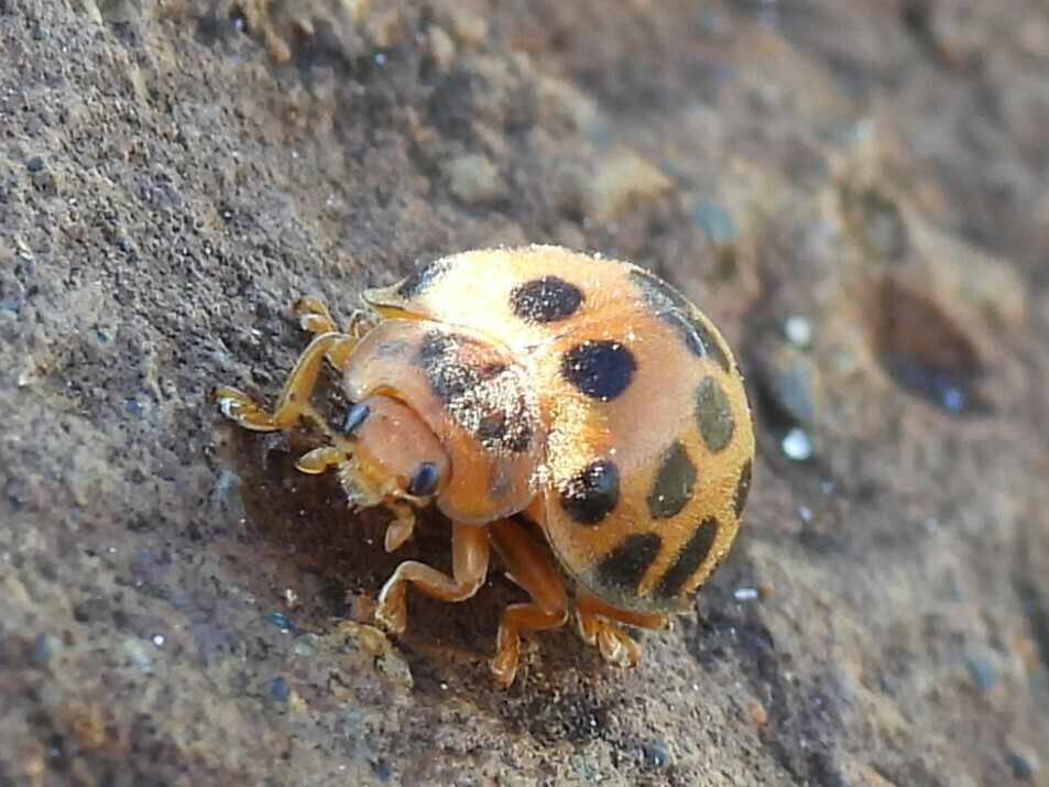 Hadda Beetle from Forster - Tuncurry NSW 2428, Australia on January 21 ...