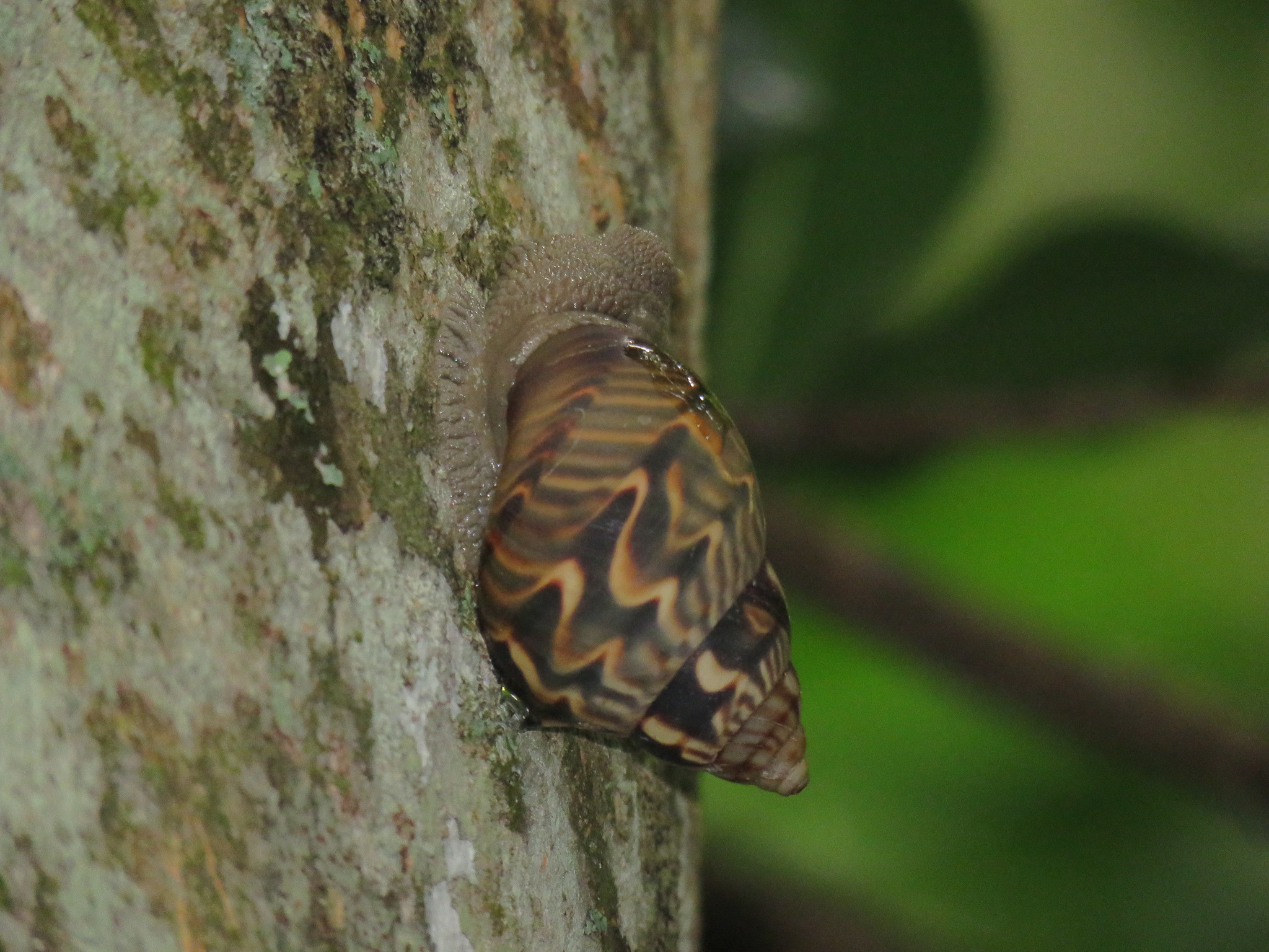 Orthalicus princeps (Broderip, 1833)