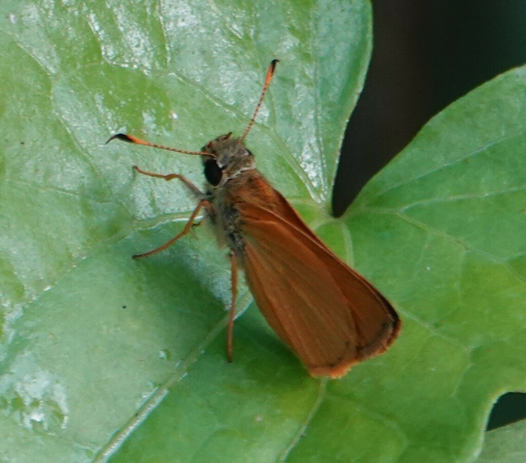 V-Mark Skipper from Mameyes II, Río Grande 00745, Puerto Rico on ...
