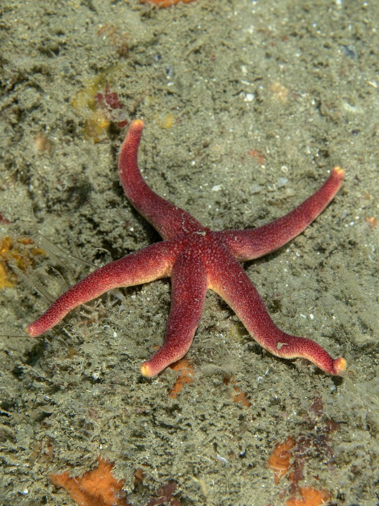 Blood Stars from Orange County, CA, USA on January 18, 2025 at 09:47 AM ...