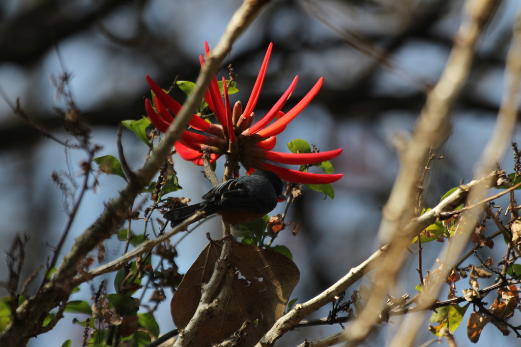 Cinnamon-bellied Flowerpiercer from Bosque de Chapultepec I Secc ...