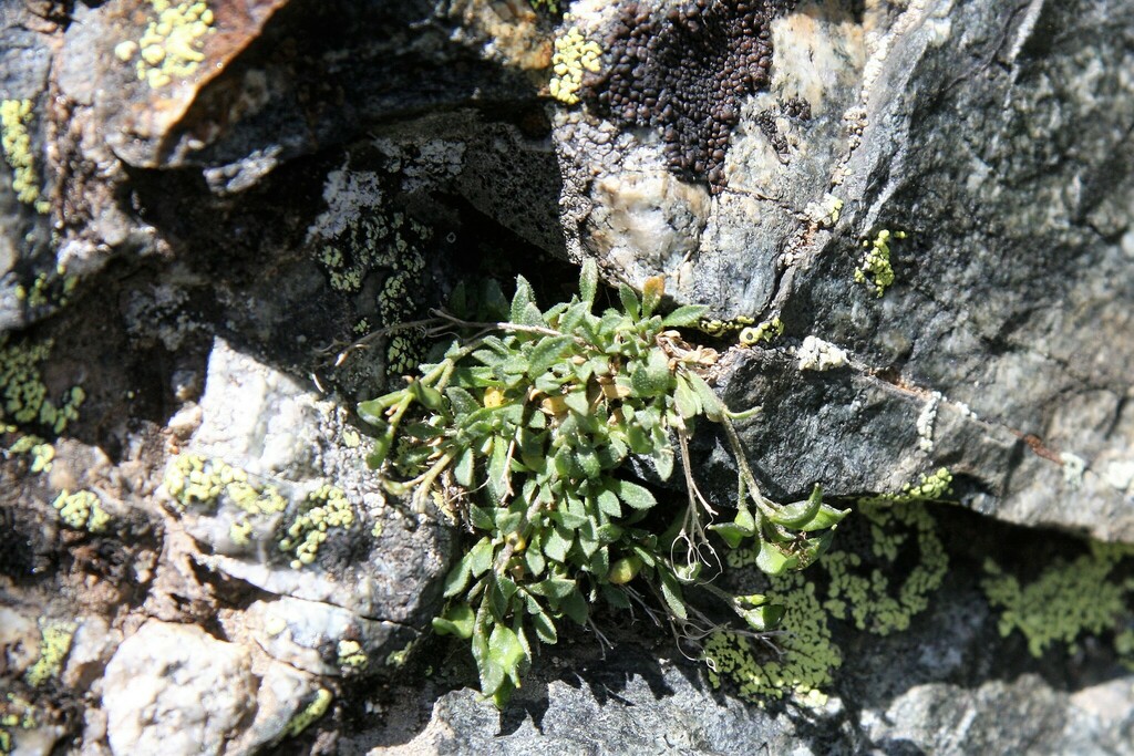 alpine tundra draba from Summit County, CO, USA on July 24, 2011 at 12: ...