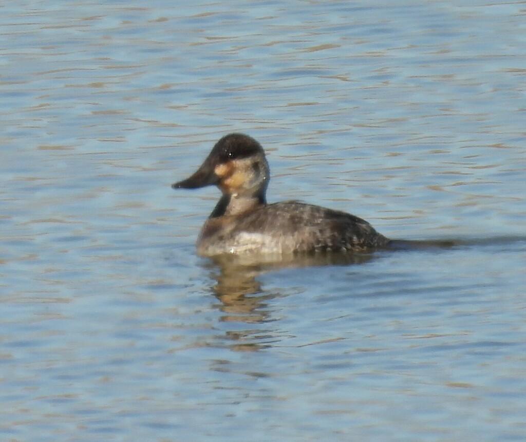 Ruddy Duck from Church Pond, Co. Rd. 204, Lauderdale County, AL, USA on ...