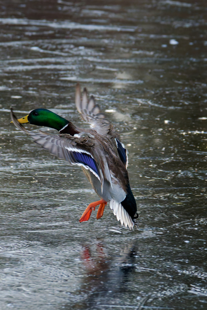 Mallard from Yellow Lake, Sammamish, WA 98029, USA on January 20, 2025 ...