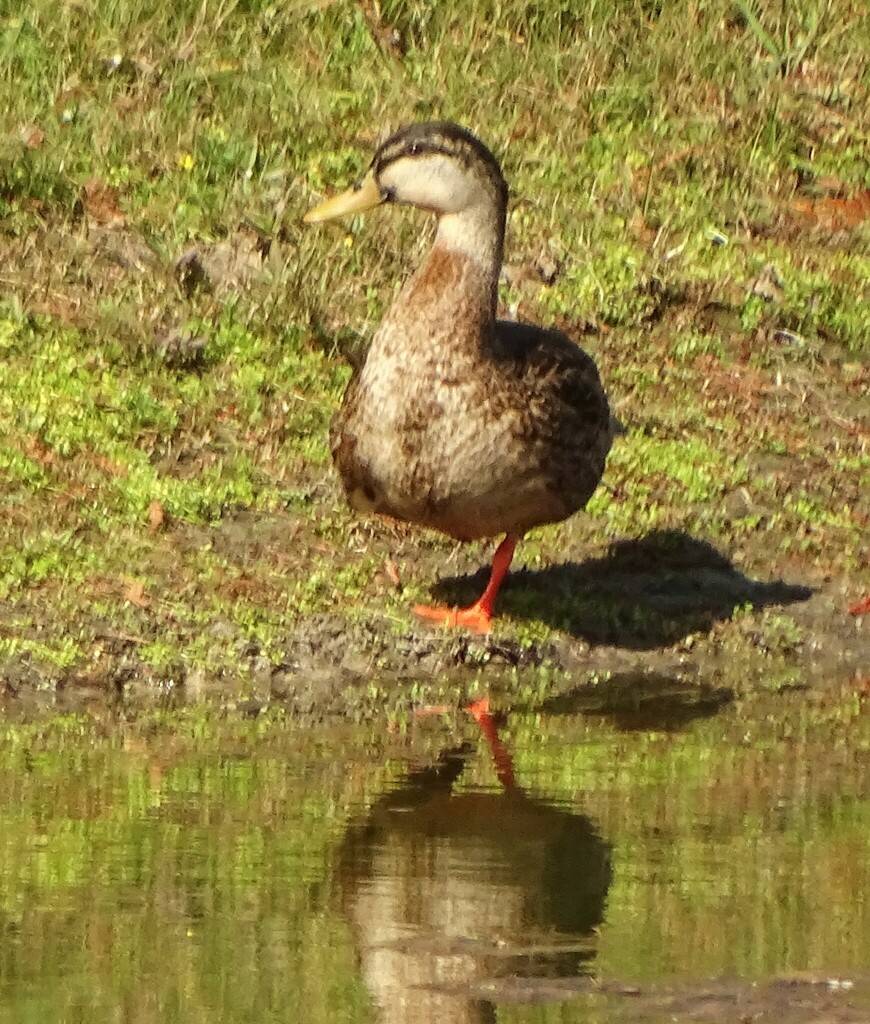 Mallards, Pintails, and Allies from Sharon Rose Wiechens Preserve, Moyer Loop, Wildwood, FL ...