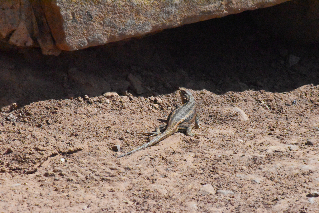 Common Sagebrush Lizard from Montezuma County, CO, USA on June 28, 2021 ...