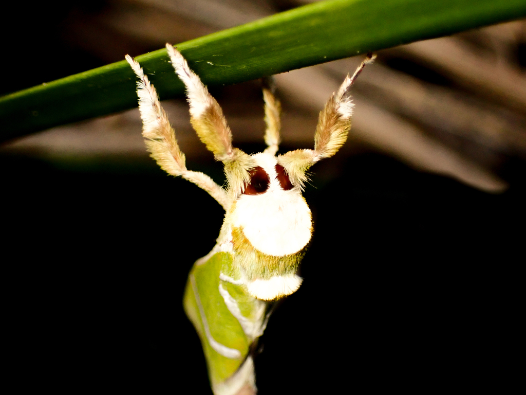 Common Splendid Ghost Moth from Abrahams Bosom Reserve, Beecroft ...