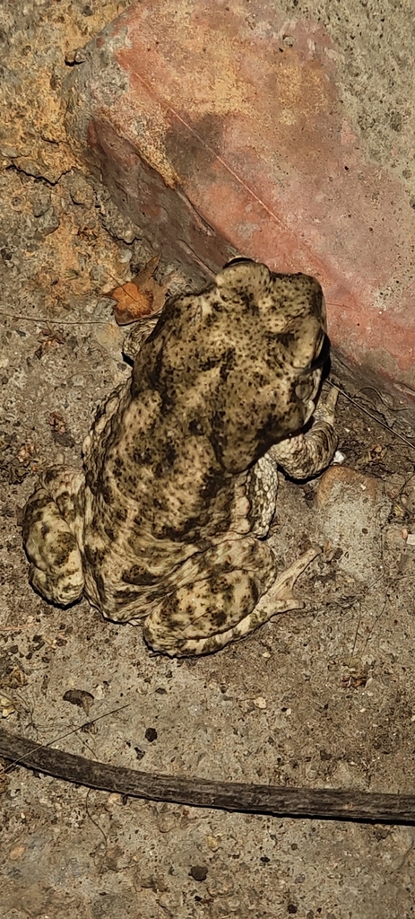 Indus Valley Toad from Vadodara, IN-GJ, IN on January 20, 2025 at 10:32 ...