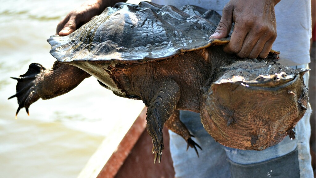 Orinoco Mata Mata from Ачагуас, Апуре, Венесуэла on March 15, 2011 at ...