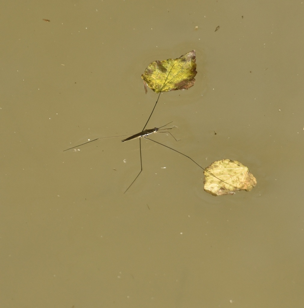 Giant Water Strider from 台灣臺北 on January 20, 2025 at 10:21 AM by g甘道夫 ...