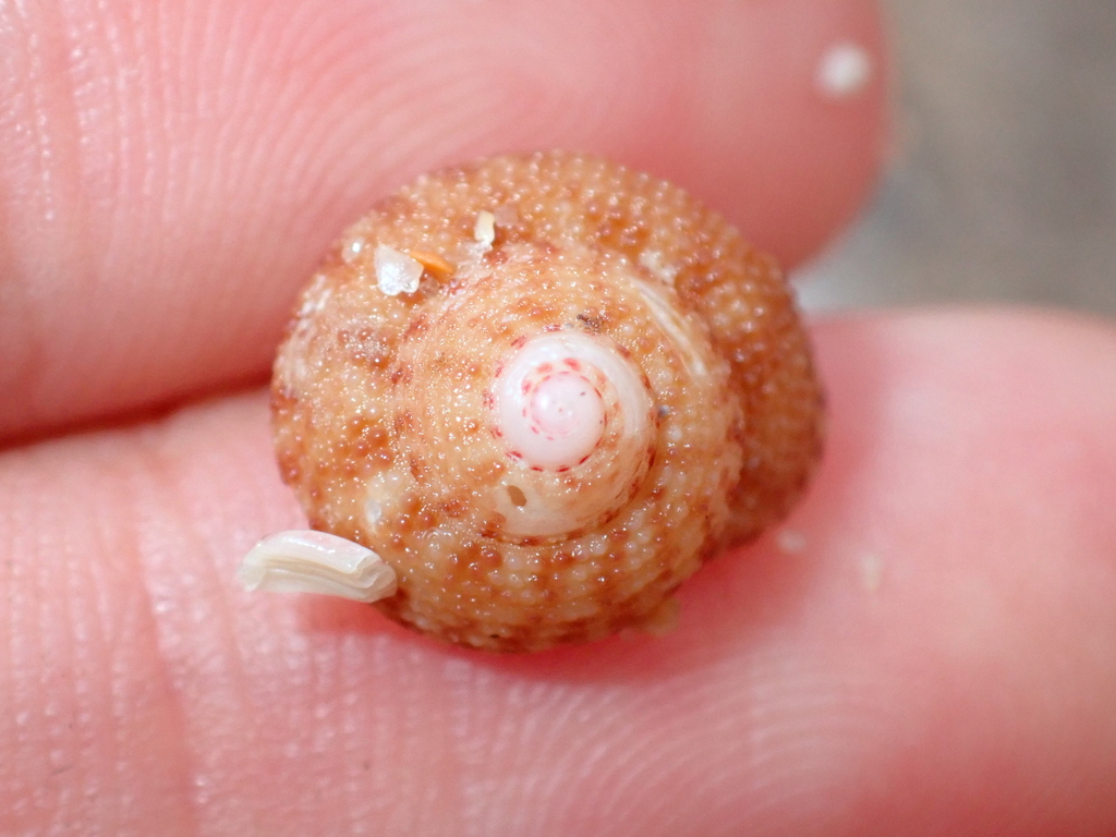 Clanculus clangulus from Beecroft Peninsula NSW 2540, Australia on ...