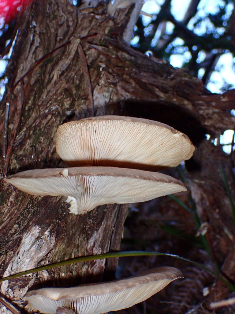 Brown Oyster Mushroom from Beecroft Peninsula NSW 2540, Australia on ...