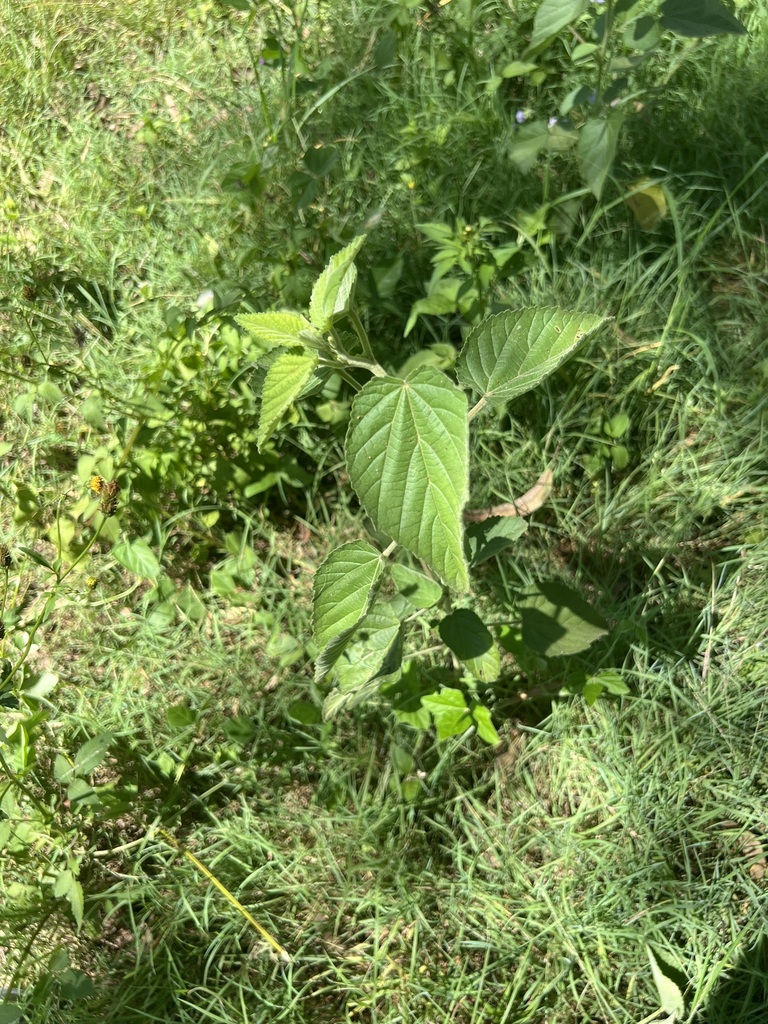 flannel weed from Brisbane QLD, Australia on January 16, 2025 at 09:52 ...