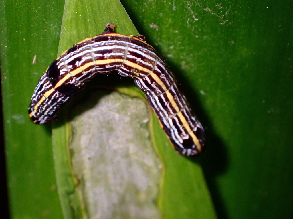 Lily Caterpillar Moth from Kiama NSW 2533, Australia on January 19 ...