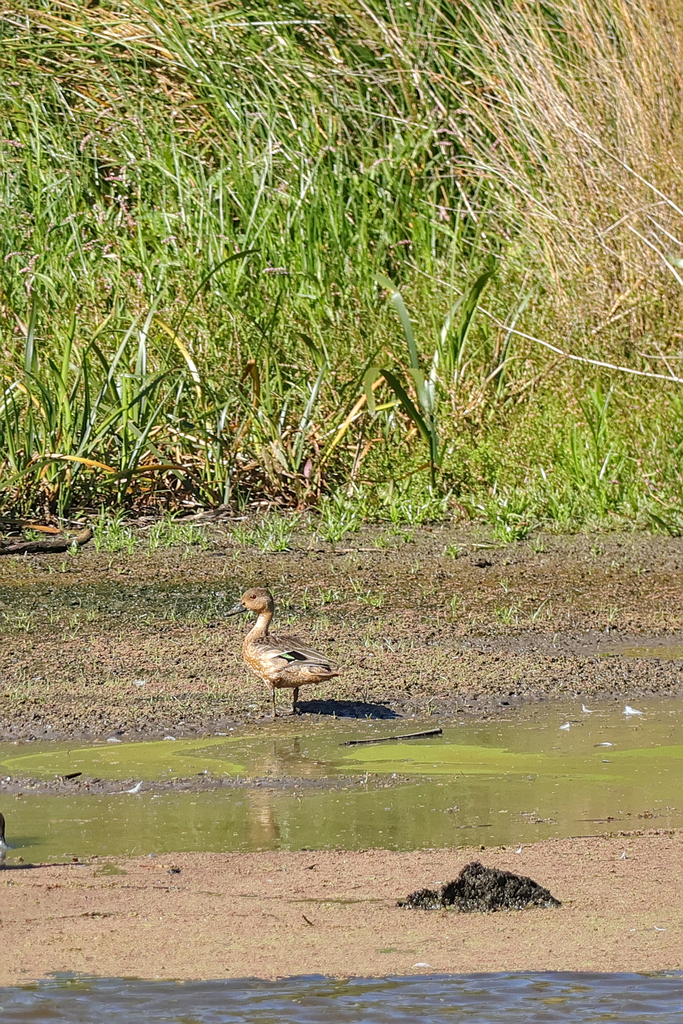 Grey Teal from Melbourne VIC, Australia on January 19, 2025 at 08:37 AM ...