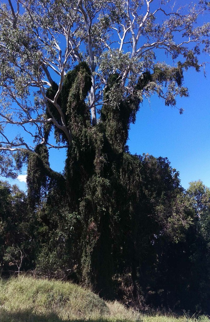 Catclaw vine from Boompa QLD 4621, Australia on August 31, 2017 at 01: ...