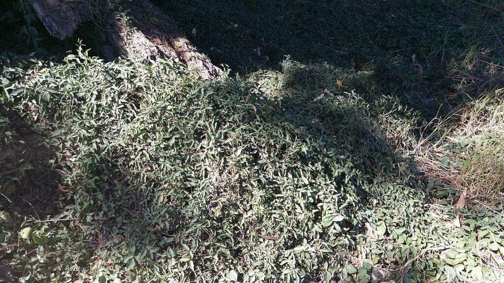 Catclaw vine from Boompa QLD 4621, Australia on August 31, 2017 at 12: ...