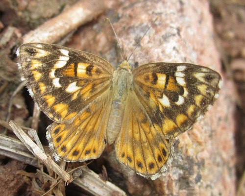 Aricoris incana · iNaturalist United Kingdom