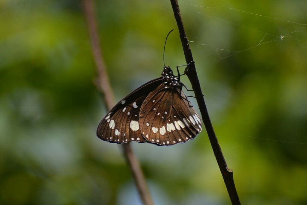 Common Crow Butterfly from Newcastle NSW, Australia on January 21, 2025 ...